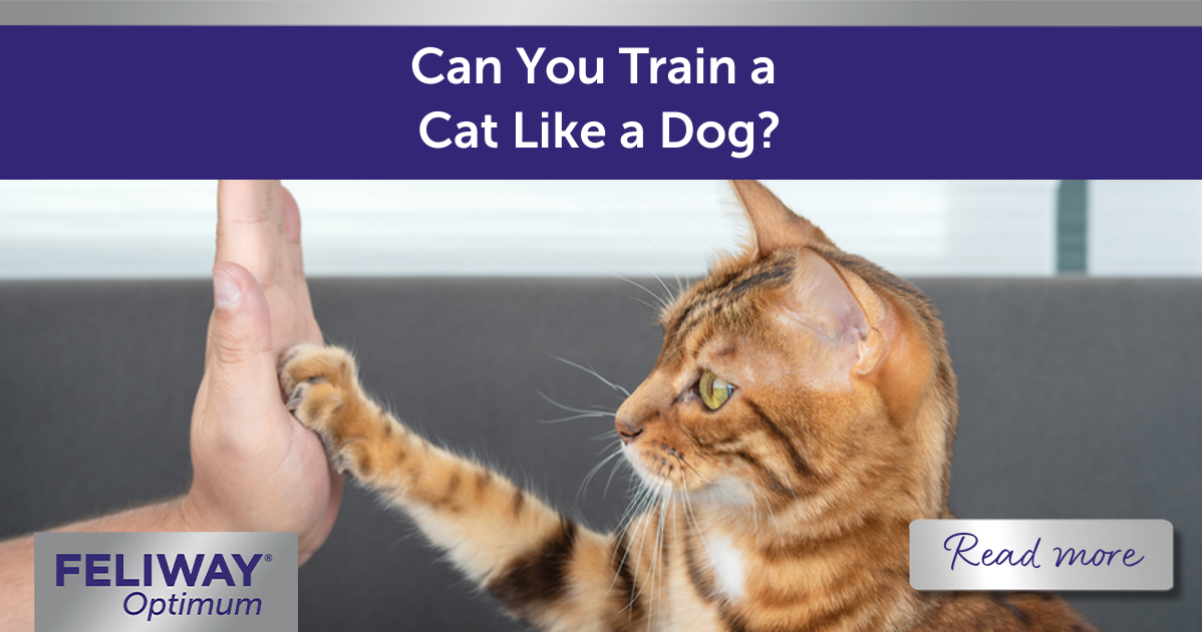 Can You Train a Cat Like a Dog?