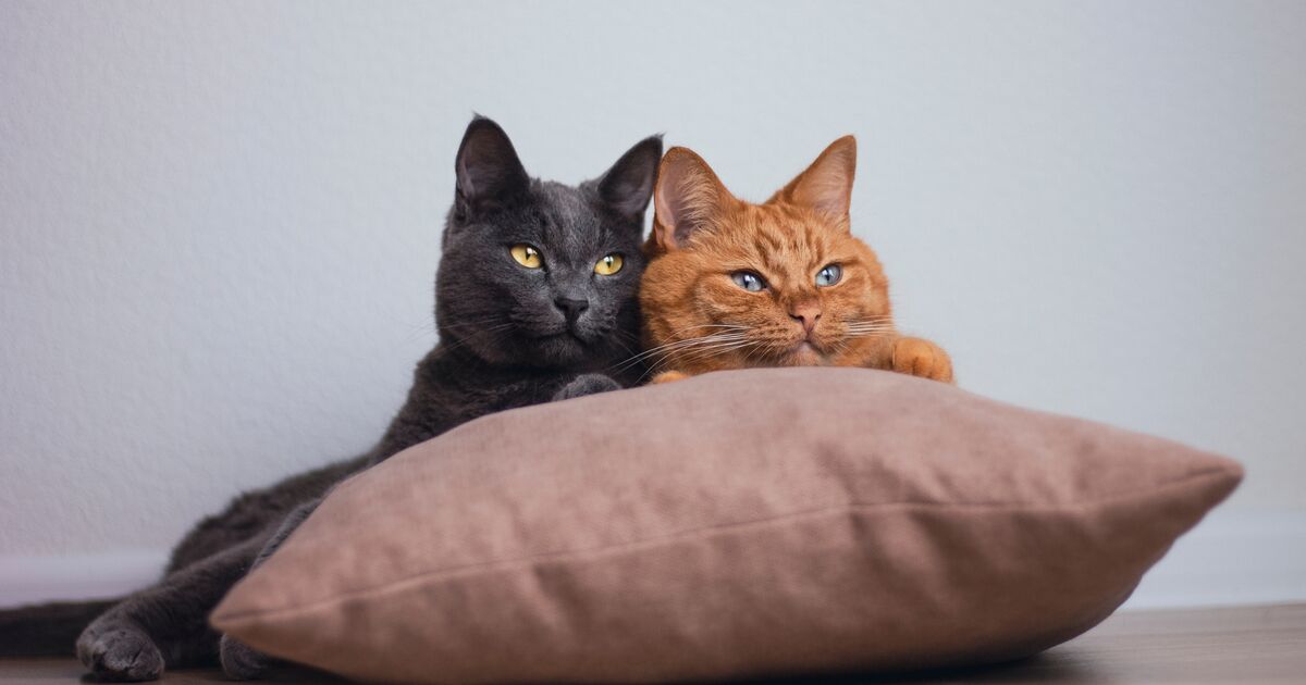 A Conversation Between Cats: Two Kitties’ Points of View!